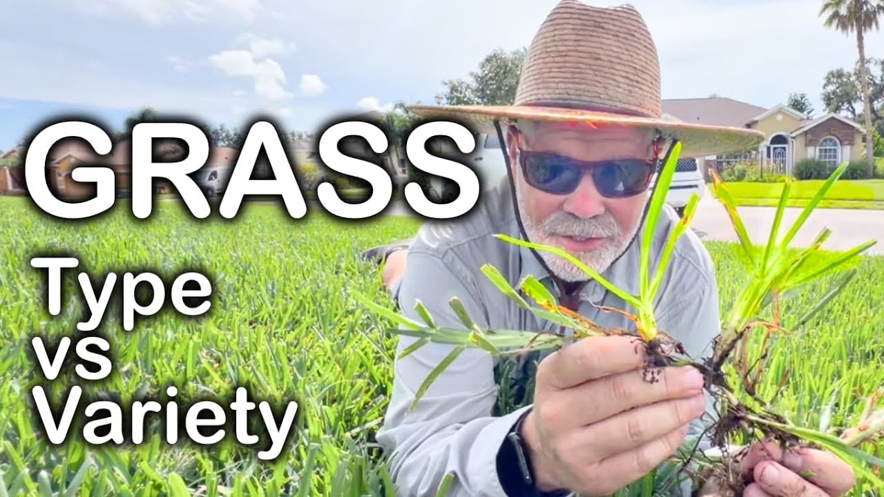 What is WARM SEASON GRASS ?? What's Great About It ?? - Mowrs.com